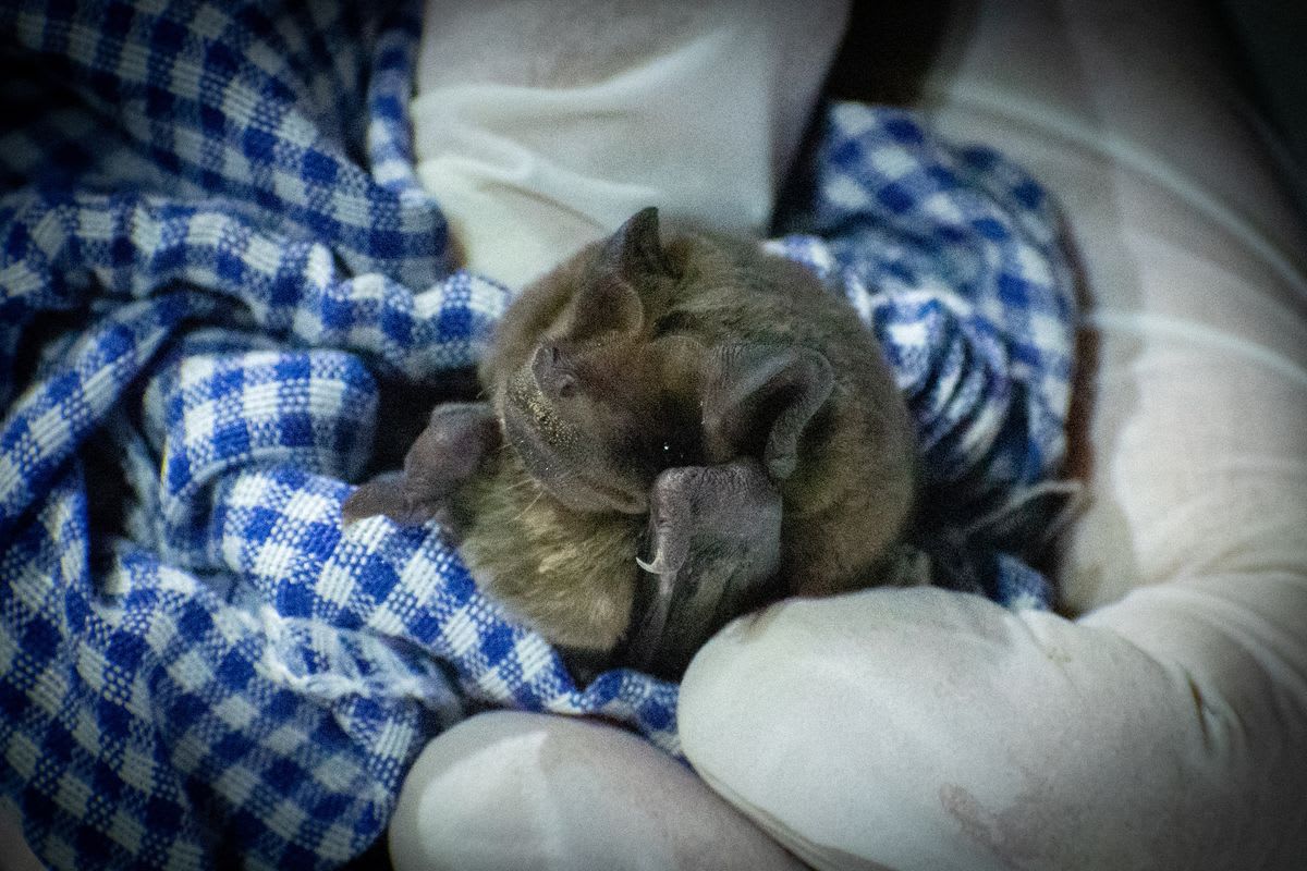 New MERS-Related Coronavirus Discovered In Brazilian Bats – But Can It ...
