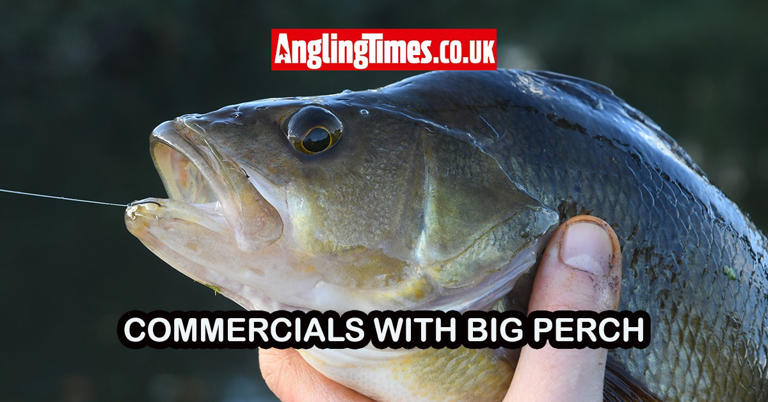 Fishing near me | Commercials to catch big perch