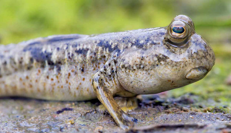 What to Know About Keeping Mudskippers: 5 Facts