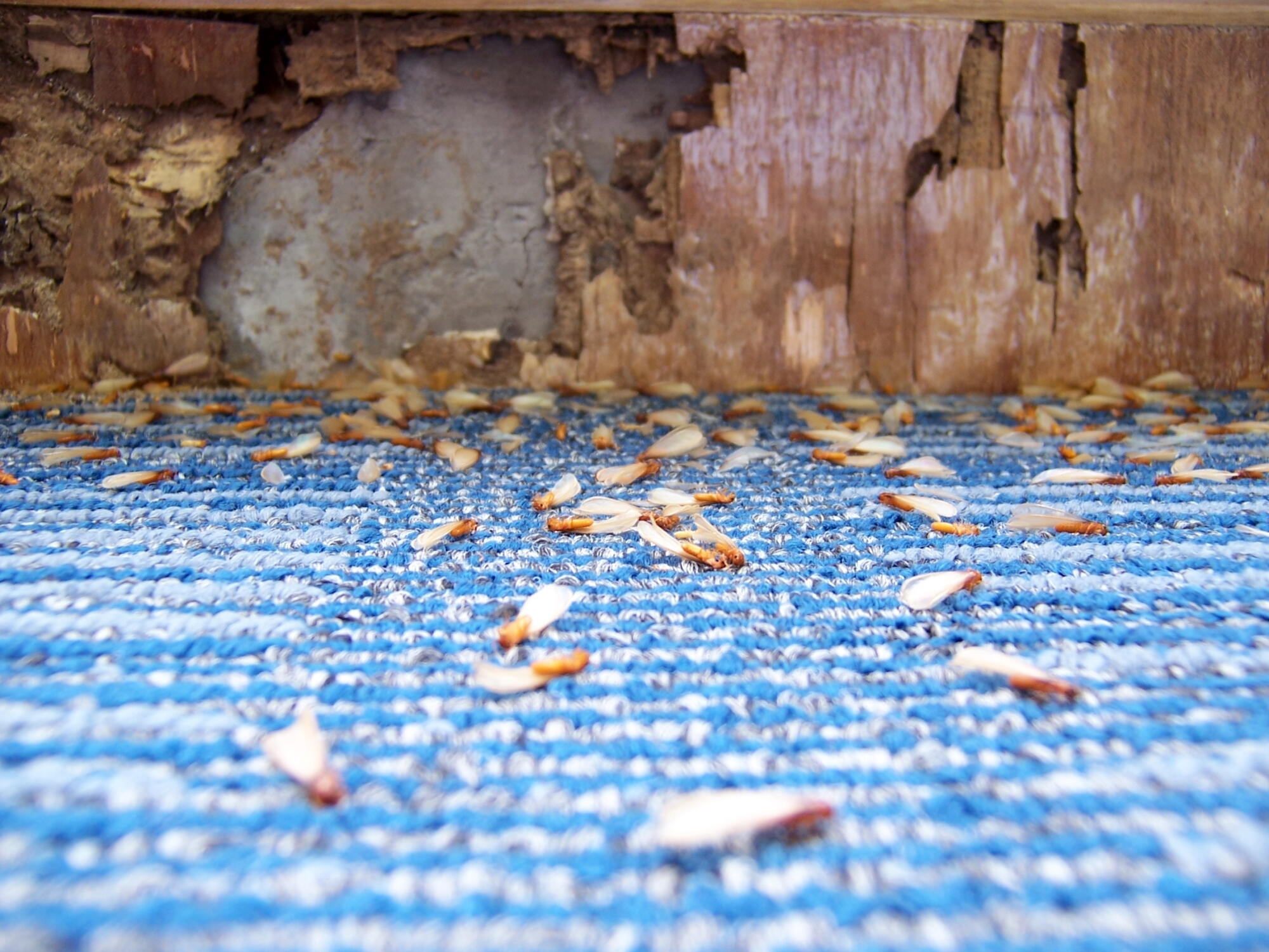 Termite Tracking Map Helps Homeowners Better Protect Themselves