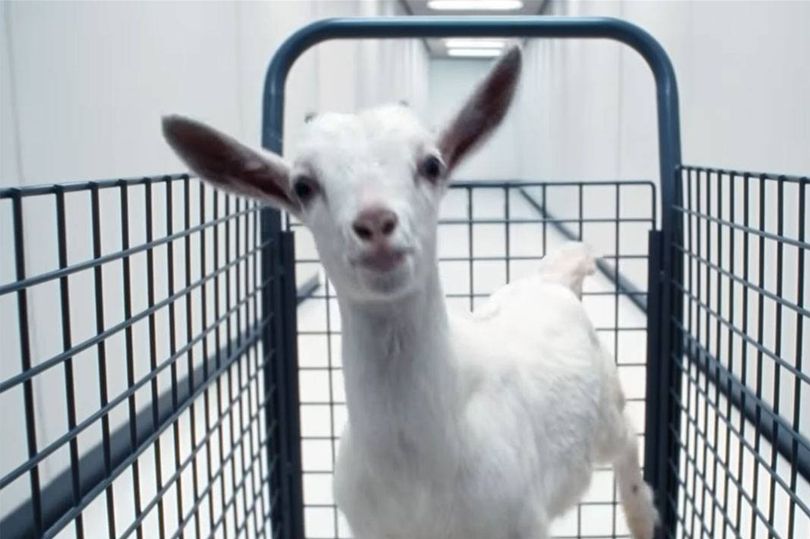 Severance season 2 finale finally answers the mystery of sacrificial goats