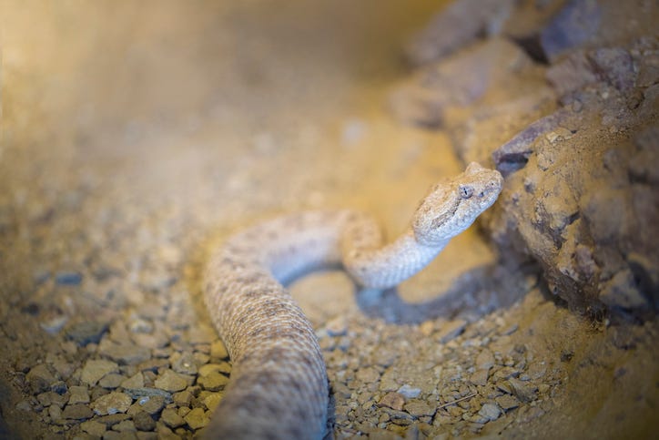 Nevada has 5 venomous snakes. Where they're found and what to do if you ...
