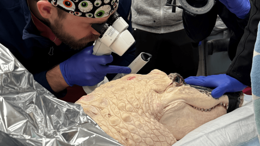 Rare white alligator at Audubon Zoo is first gator in U.S. to get ...