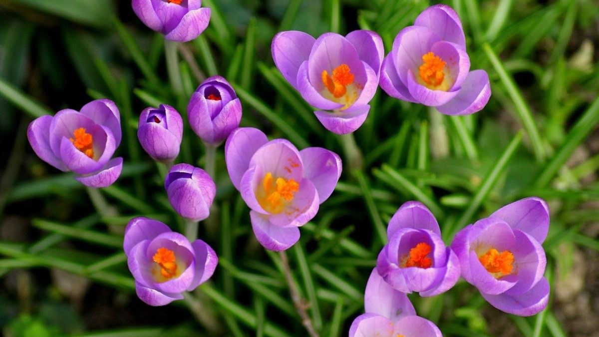 Prayer to Bless Spring for a Season Full of Luck