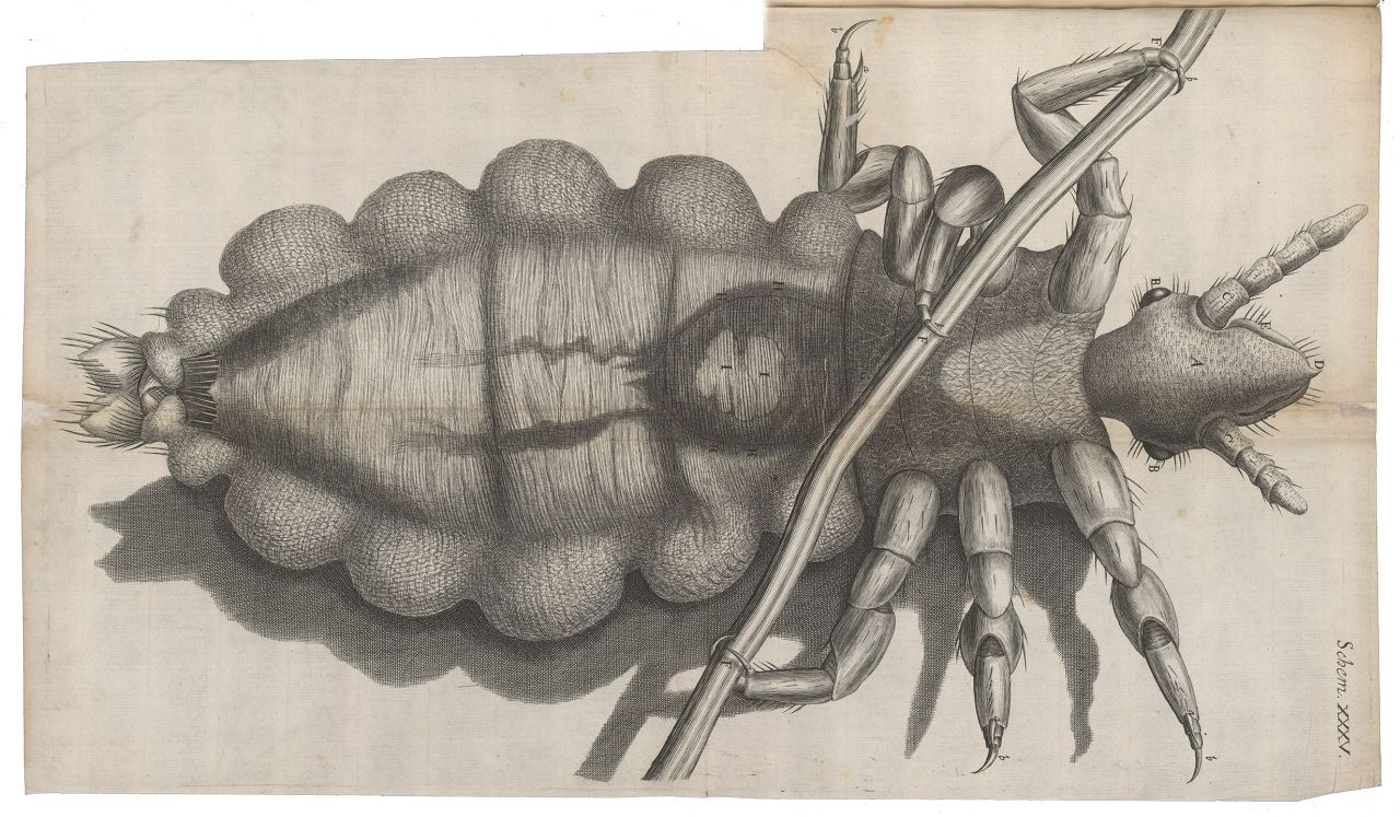 ‘Robert Hooke’s Experimental Philosophy’ Review: The Microscope Man