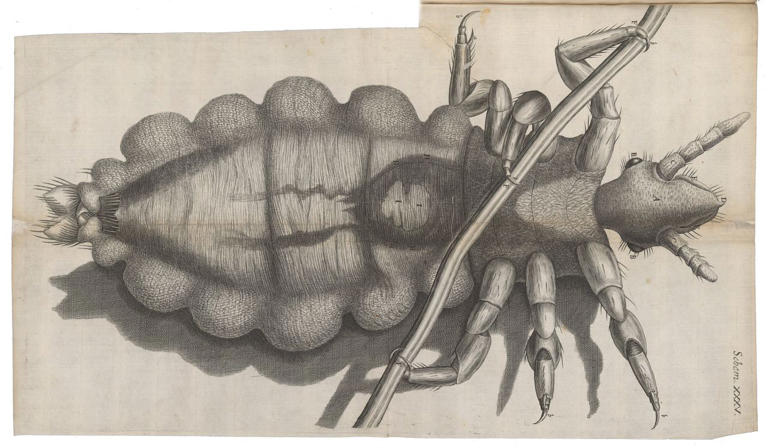 ‘Robert Hooke’s Experimental Philosophy’ Review: The Microscope Man