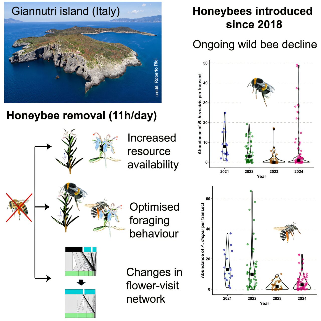 Two bees or not two bees? How wild bees feel the sting of honeybee ...