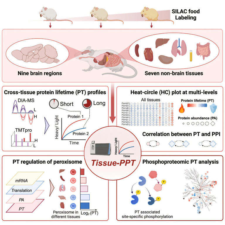 Renewal processes in the cell: Disruptions favor diseases such as ...