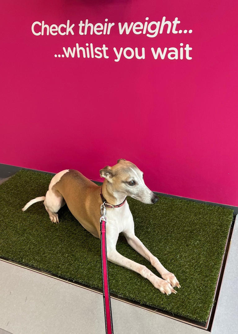 Armthorpe veterinary practice crowned the Savoy of the pet world