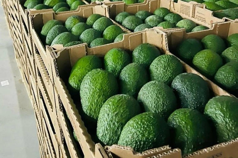 Avocat : Le Maroc dépasse pour la première fois les 100.000 tonnes à l ...