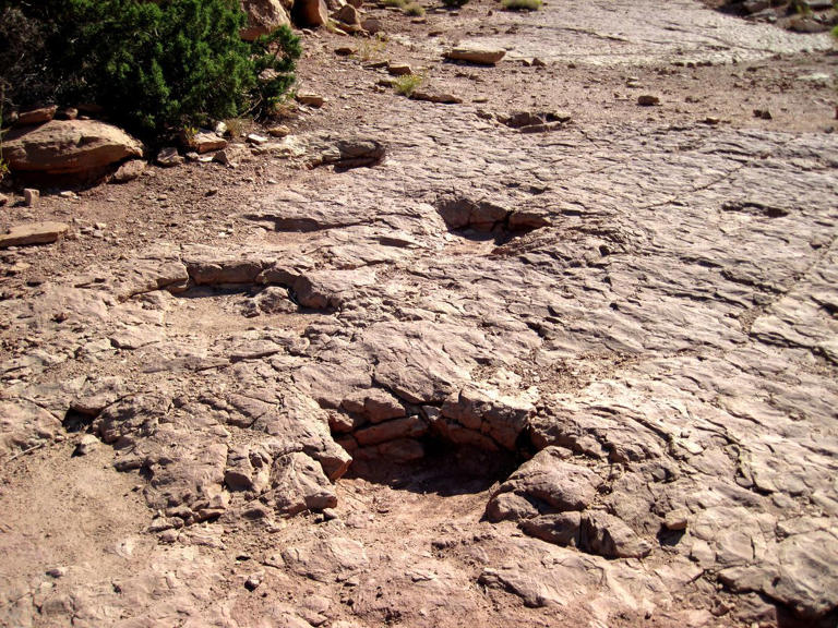Sadly, Famous Dinosaur Tracks Were Not Made By Sauropods Walking On ...