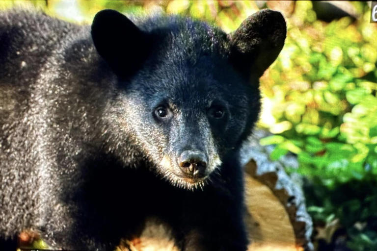 The Best Wildlife-Watching Destinations in the South