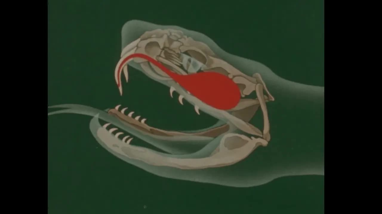 Venomous & Non-Venomous Snakes of North America: A Documentary