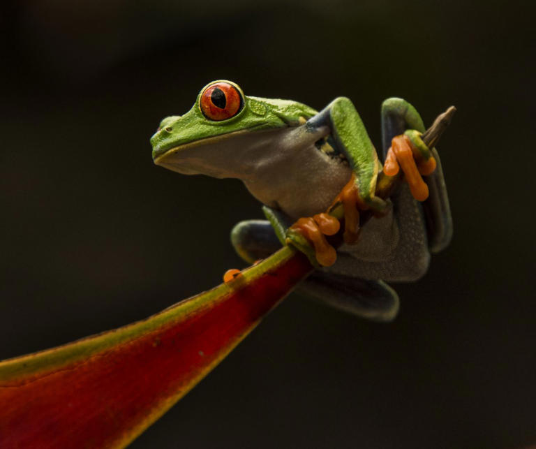 See Fantastic Frogs in 15 Fun Photographs
