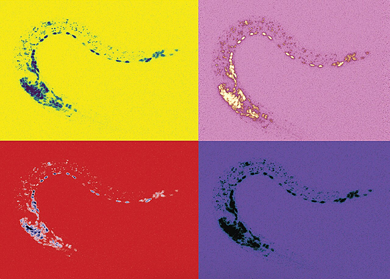 Study reveals a key mechanism for controlling the activity of neuronal ...