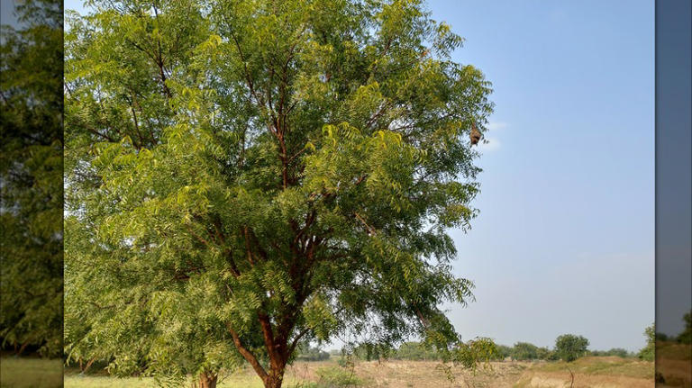 The Fast-Growing Tree You'll Want To Plant In Your Yard For All Of Its ...