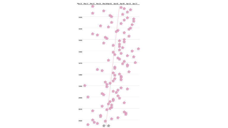 Beyond the bud: How the nation's pink trees became an indicator of ...