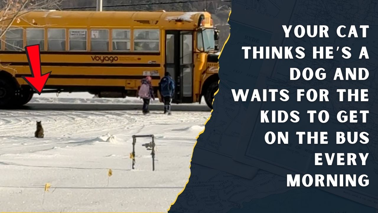 Loyal Tabby Cat Waits at the Bus Stop Like a Faithful Dog!