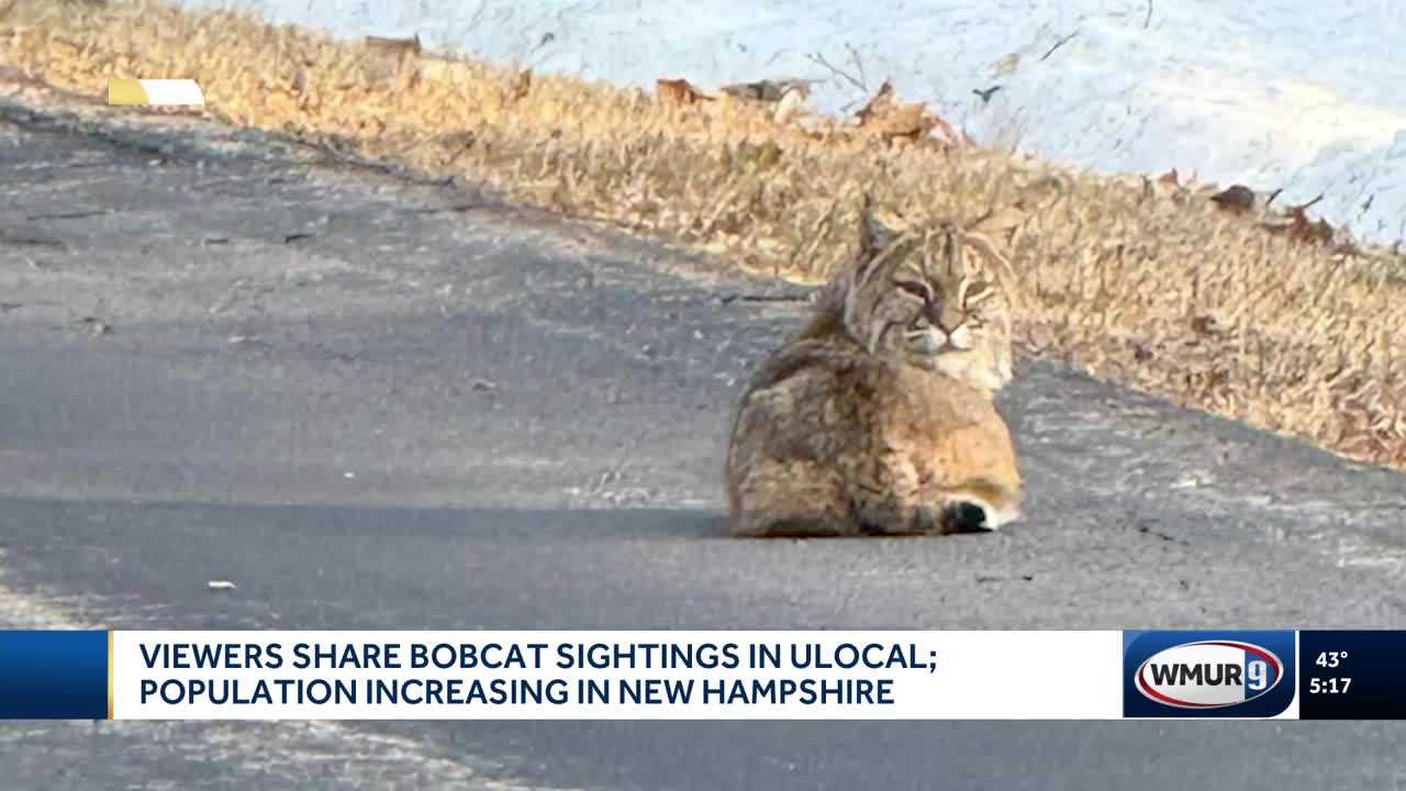 More bobcats being seen in New Hampshire as population rises, homes ...