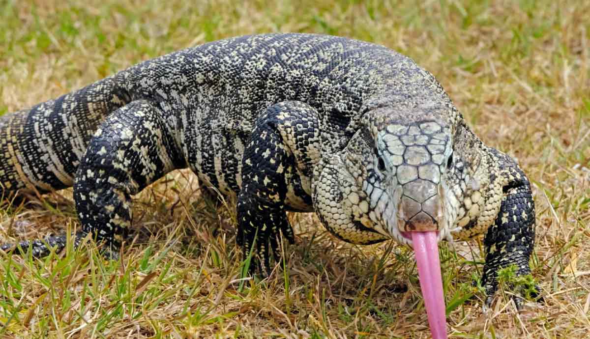 5 Facts About Caring for Tegu Lizards