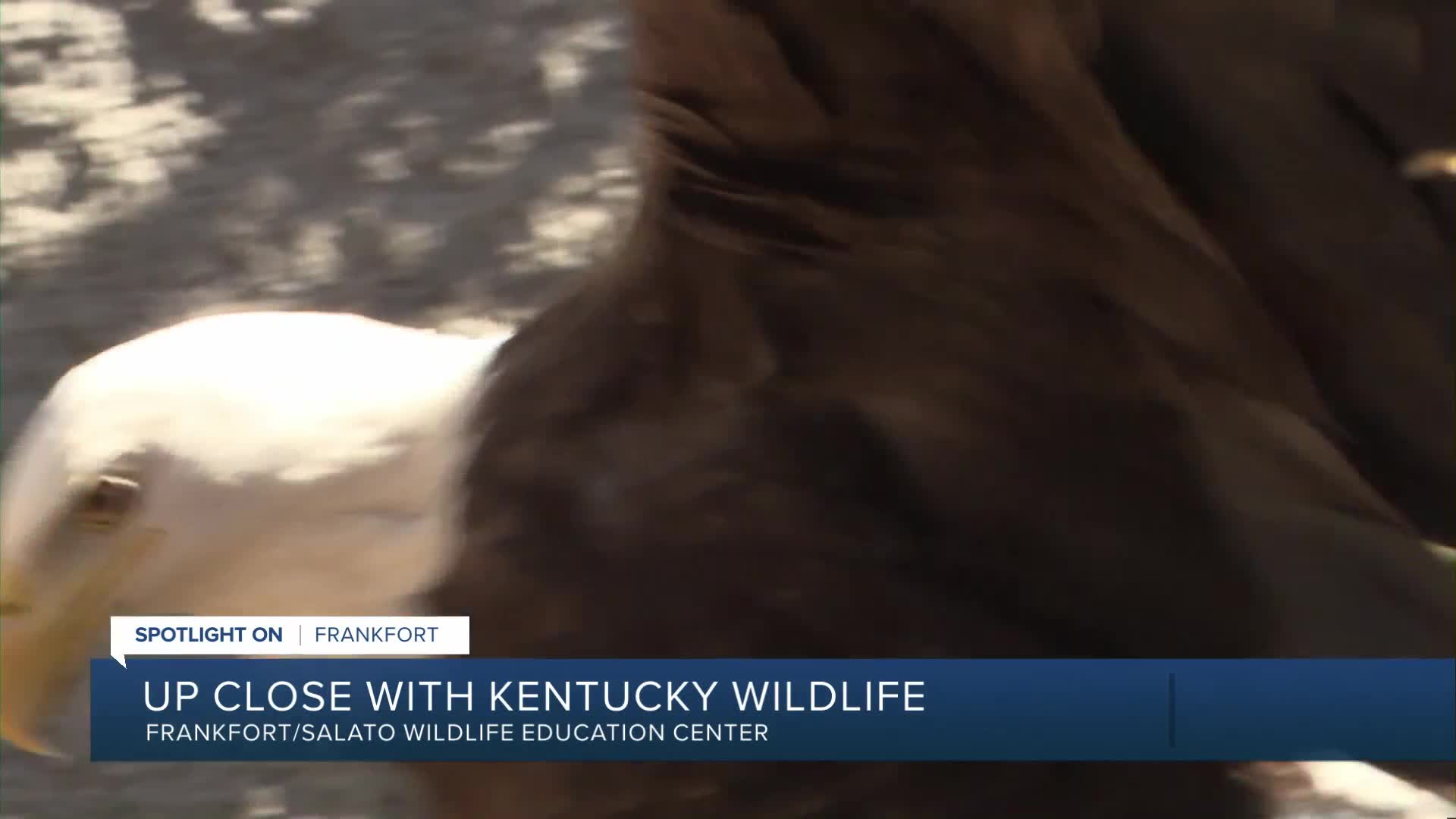 Up Close With Kentucky Wildlife