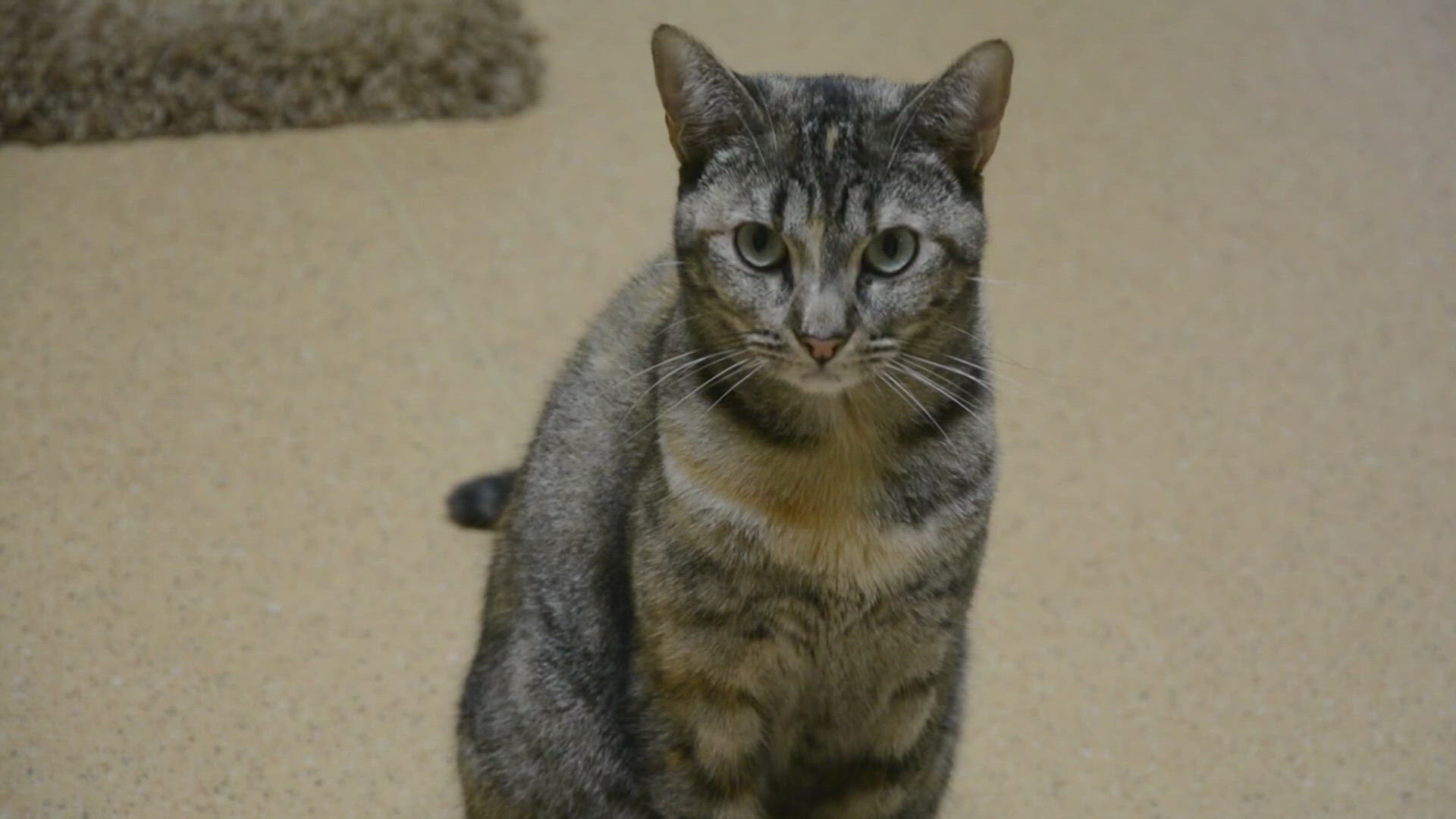 11 Colorado cats sickened with bird flu