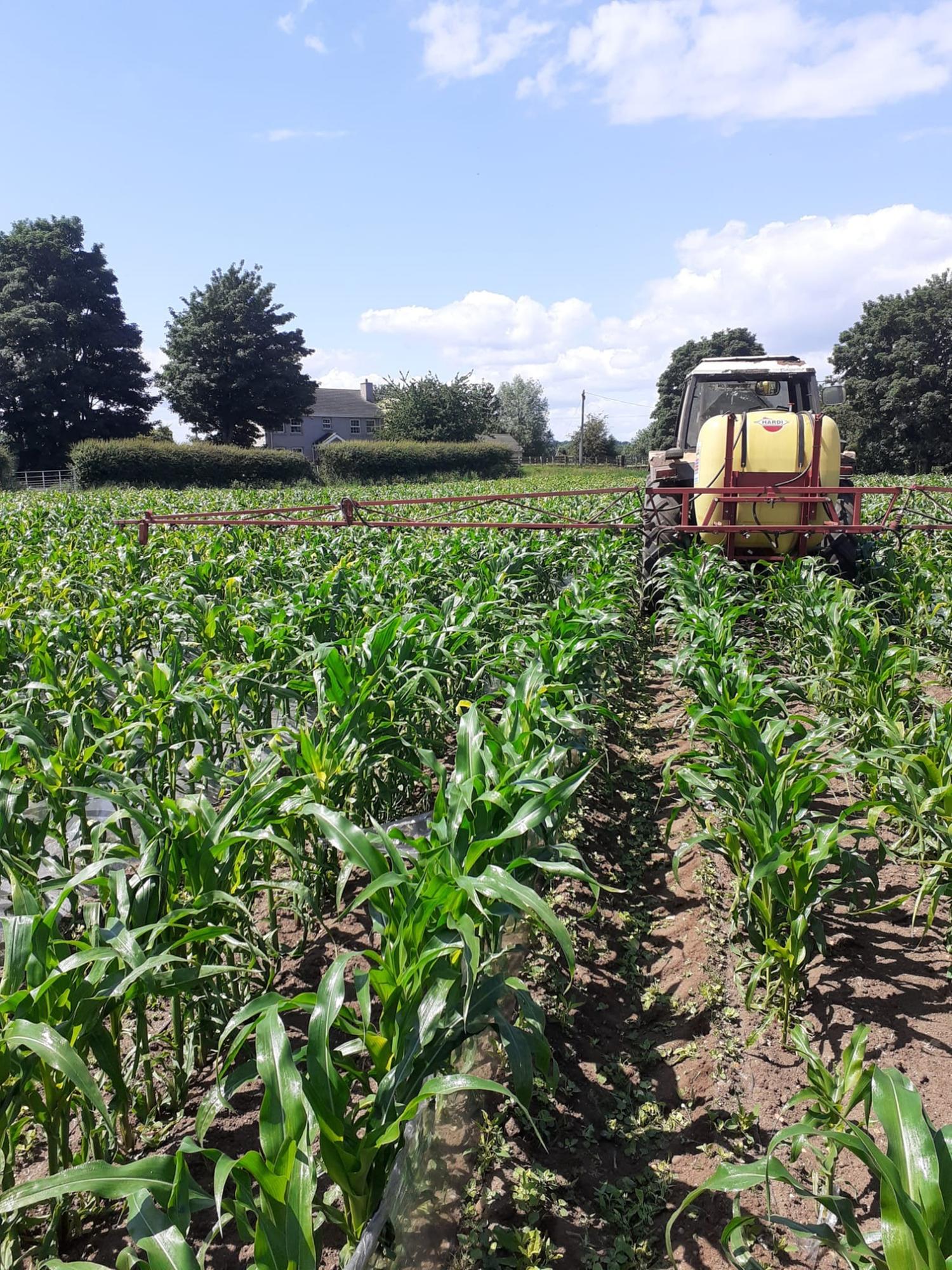 The prospects for forage maize in 2025
