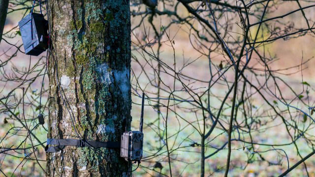 Experts ask public for input after trail camera captures mysterious ...