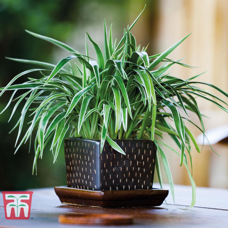 Where is the best place to put a spider plant in a house? Houseplant experts reveal the perfect ...