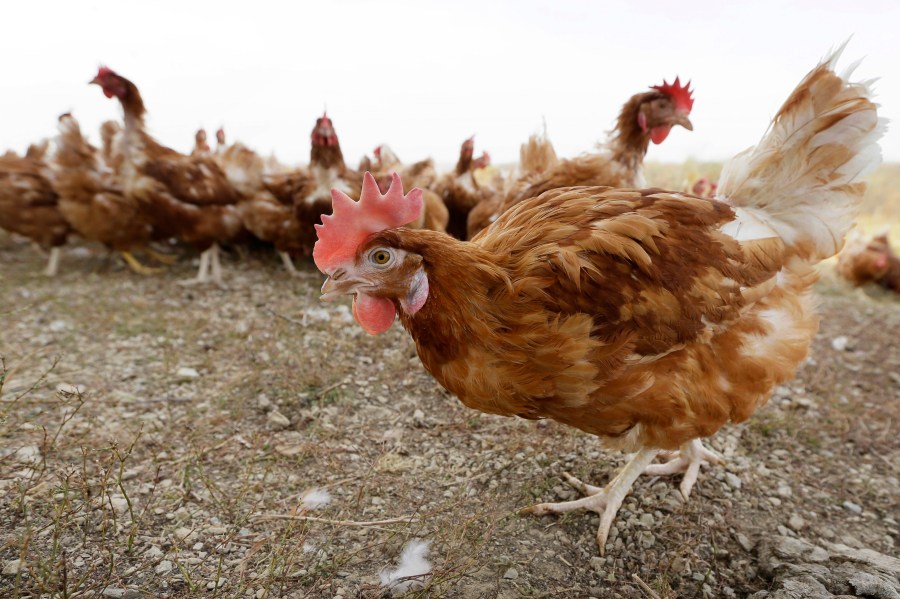 USDA updates on progress of strategy to combat bird flu, egg prices