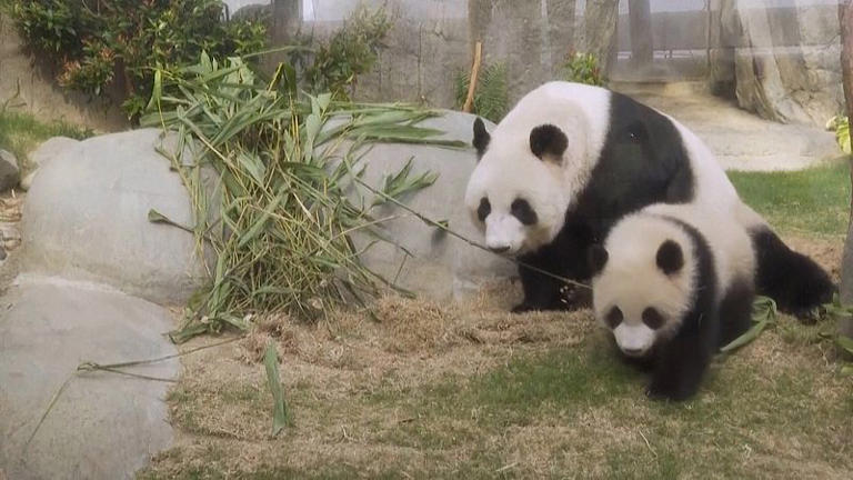 Watch Hong Kong's first locally born pandas debut at Ocean Park