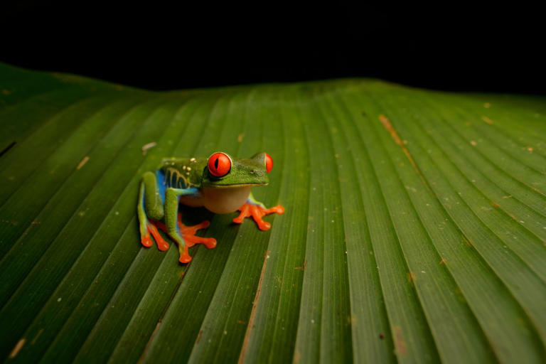 See Fantastic Frogs in 15 Fun Photographs
