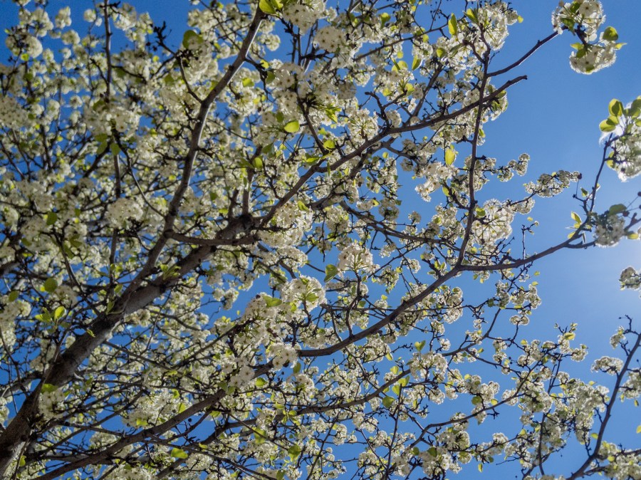 Invasive tree species in full bloom in Shawnee County