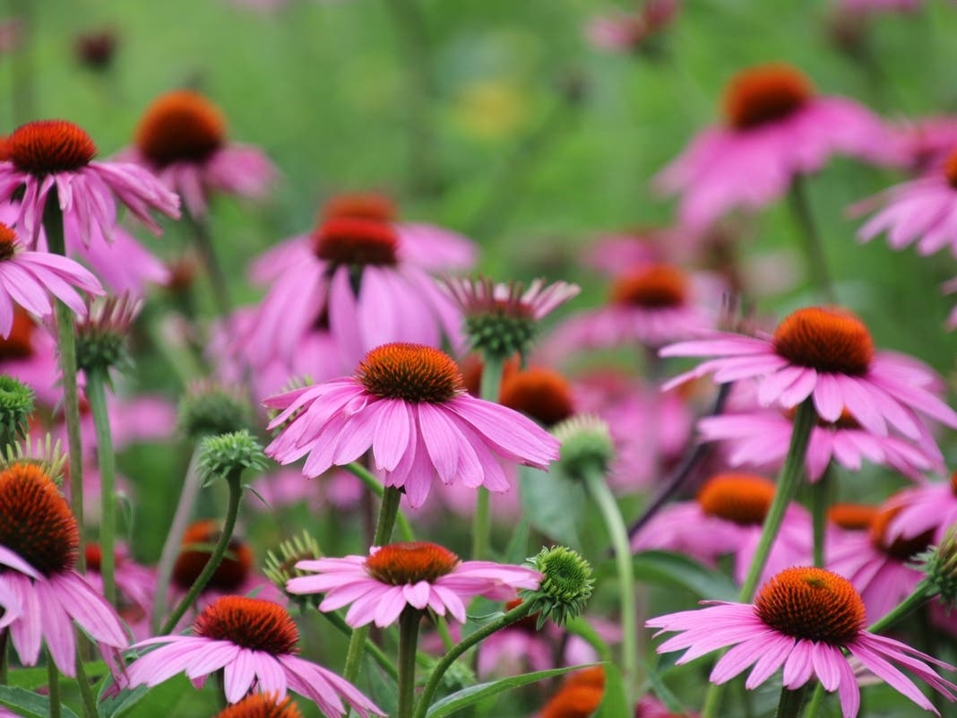 Spring Is Officially Here In Mercer Co.: See Weekend Weather Forecast