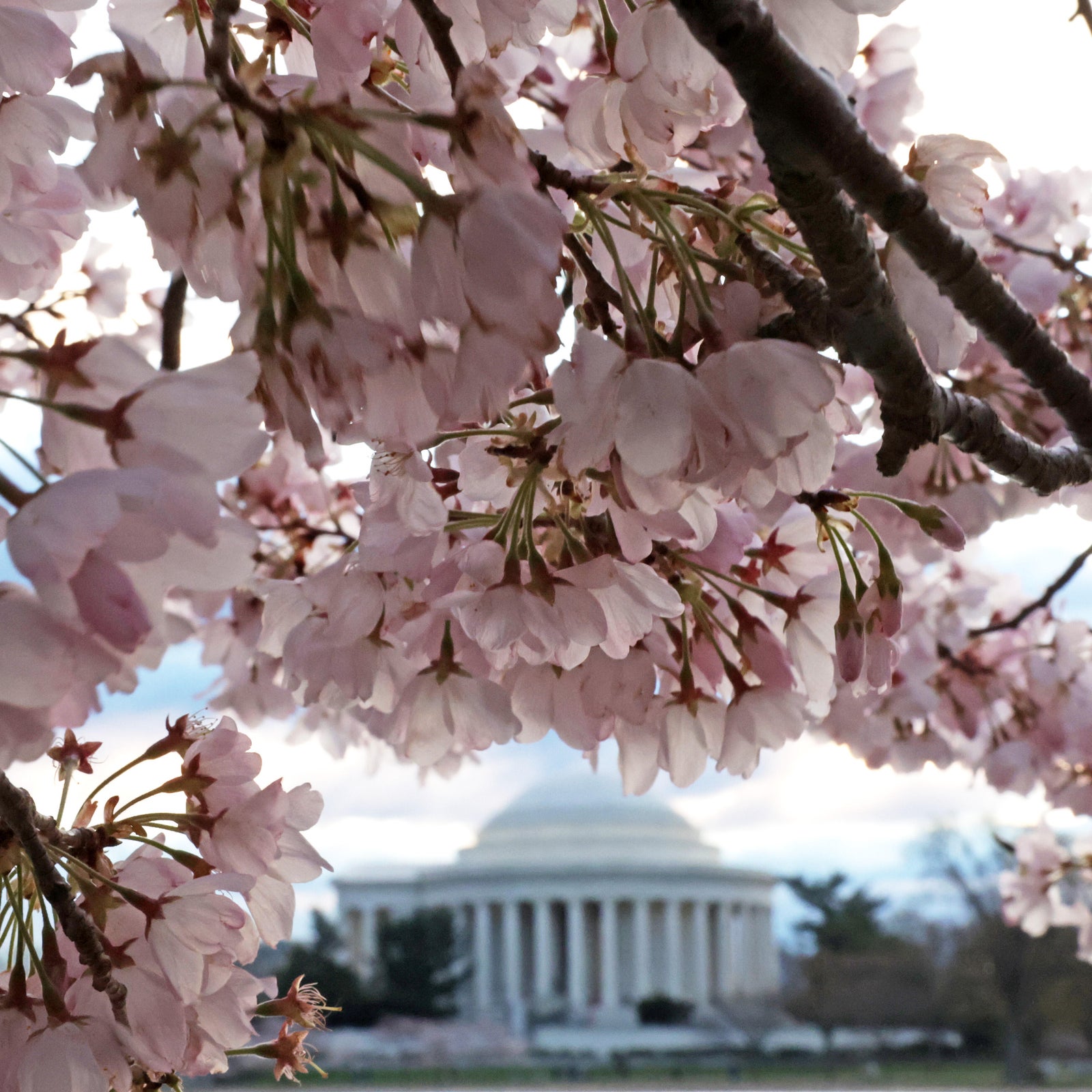 When and where to see D.C.'s iconic cherry blossoms