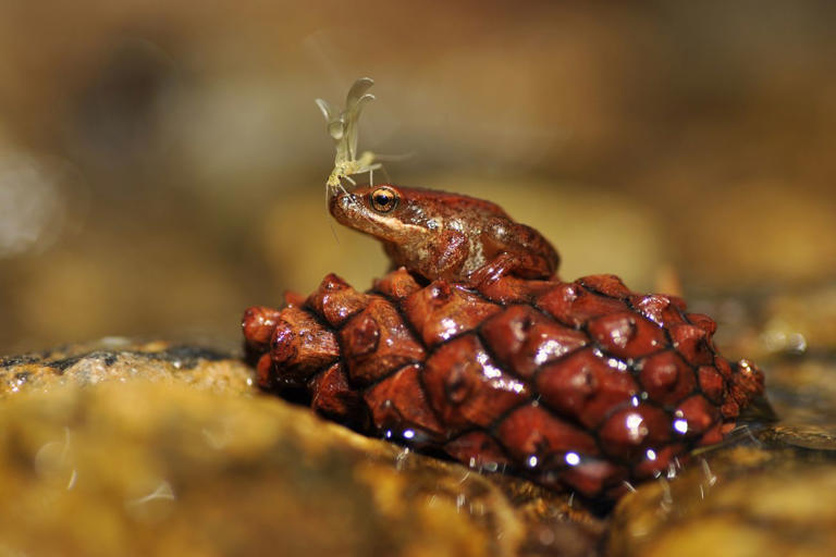 See Fantastic Frogs in 15 Fun Photographs