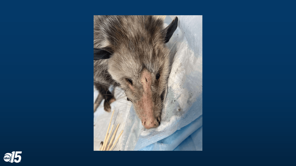 'Disoriented and displaced': How to handle animals displaced by Horry ...