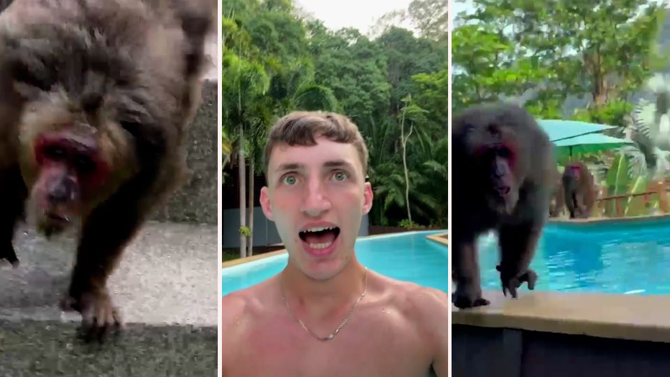 Video: Monkeys chase traveler from pool