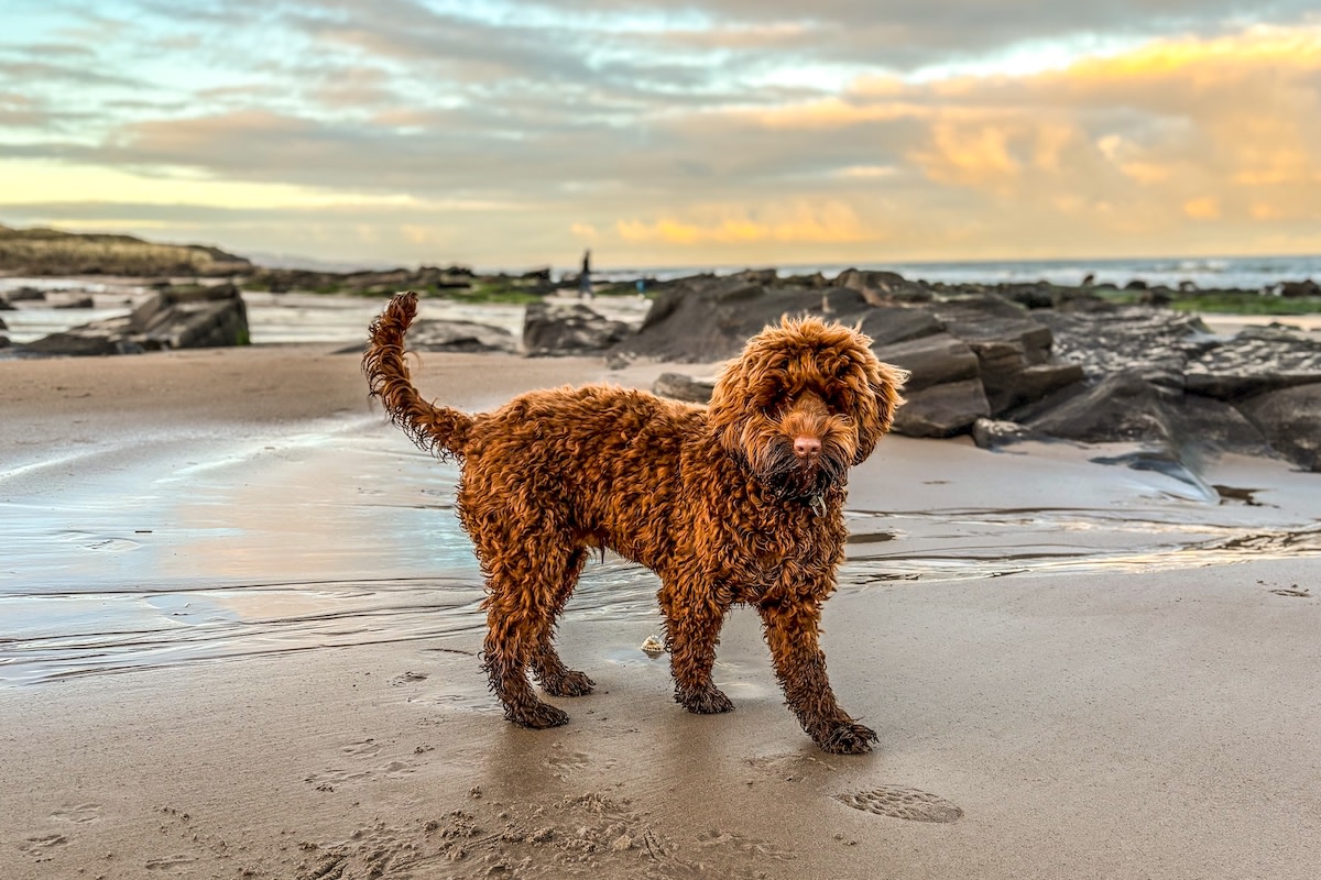 Brave Cockapoo Confronts Strange 'Sea Monster' During Beach Trip Like a ...