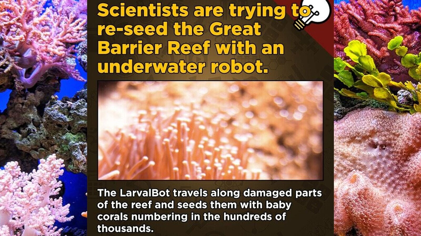 11 Scientific Super Facts About The Great Barrier Reef