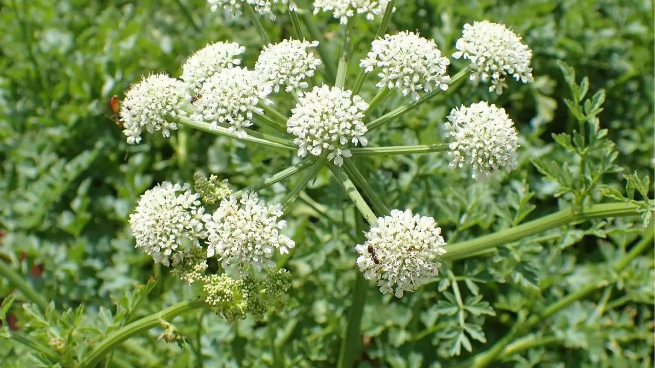 Hemlock water dropwort, a plant that ‘kills a person with smile’— know ...