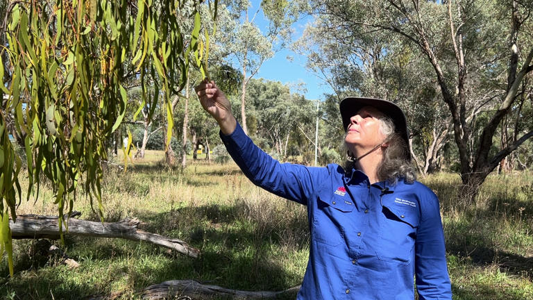 Native mistletoe blossoms as positive parasite across mainland Australia
