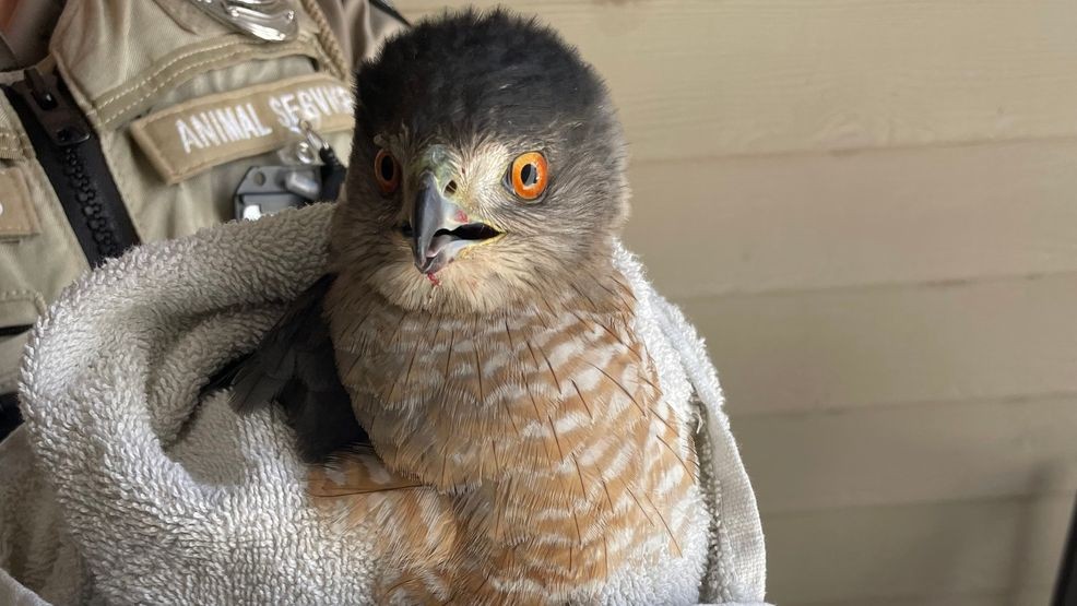 Hawk gets caught in mouse trap, rescued by Leander Animal Services officer