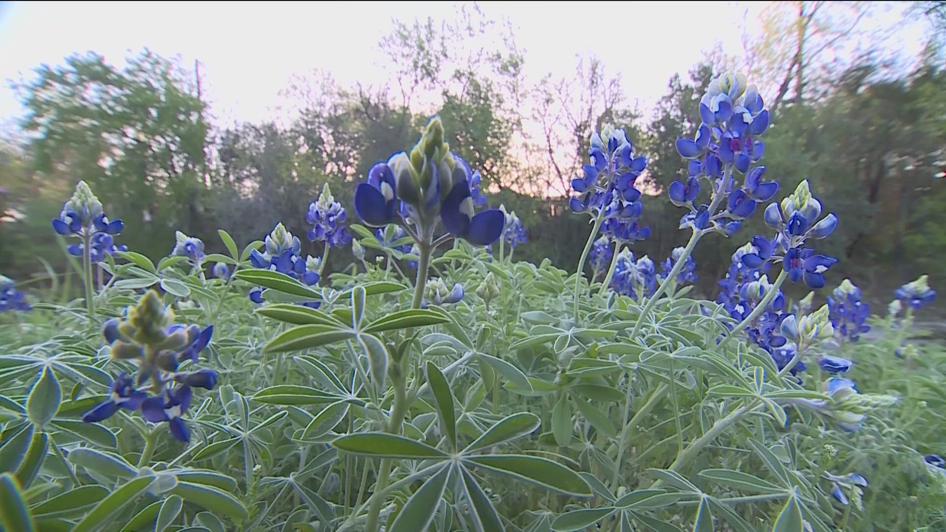 Bluebonnets arrive in Central Texas