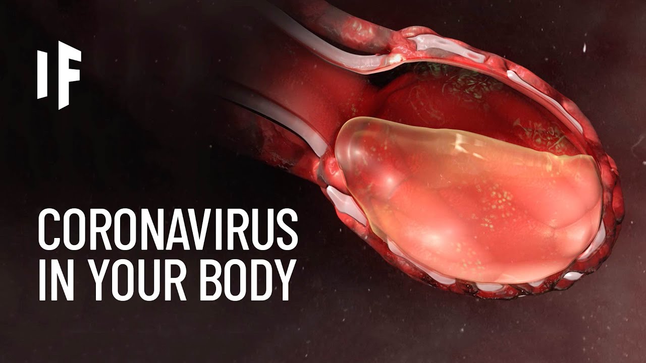What happens if you get COVID-19 and your body fights back?