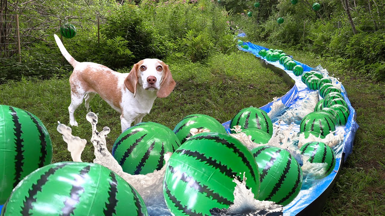 Dog finds secret watermelon river in woods cute Indie epic find