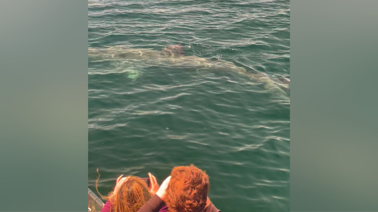 Rare, giant shark sighting off Newport Beach coastline caught on video