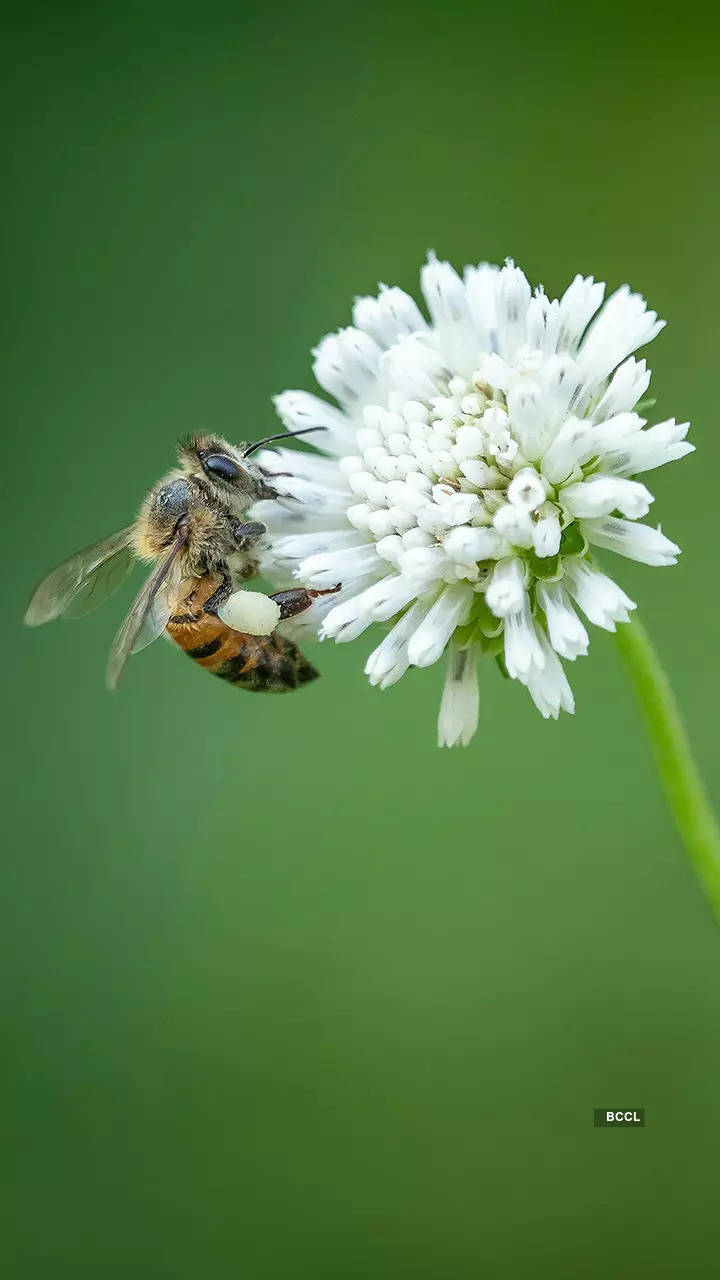 10 animals with the most complex home designs