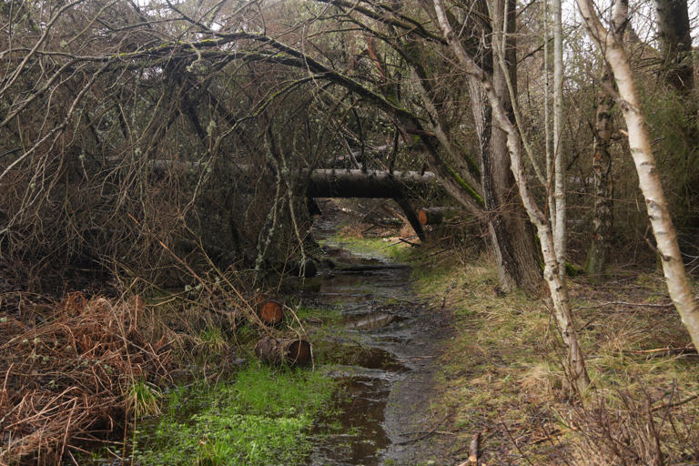 The stunning forest walks and adventure trails in Scotland still closed ...