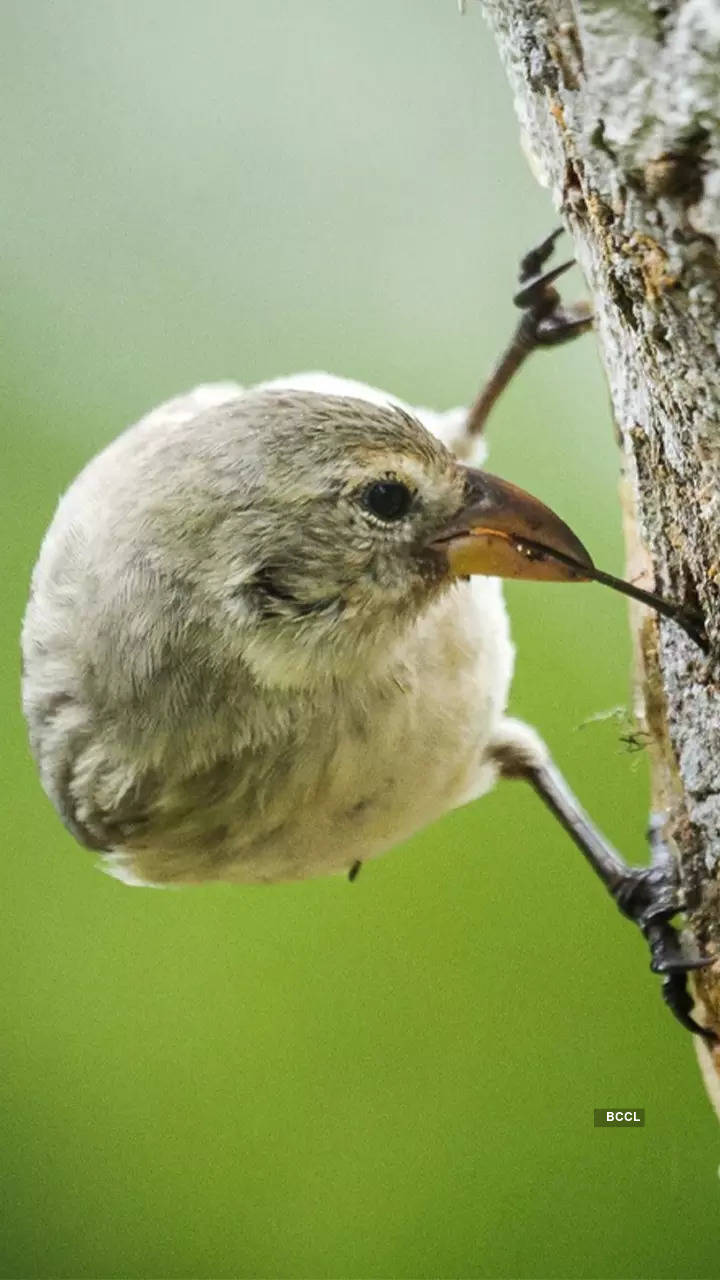 10 animals with the most complex home designs